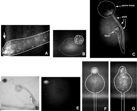 Behavior Of Pde Null Cells In Postaggregation Stages Pde Null Cells
