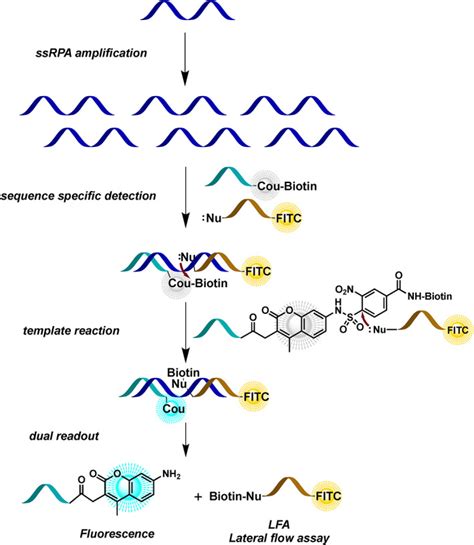 Combining Recombinase Polymerase Amplification And Dna‐templated