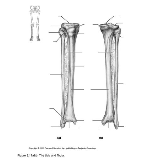 Fibula And Tibula Diagram Quizlet Fibula And Tibula Diagram Quizlet