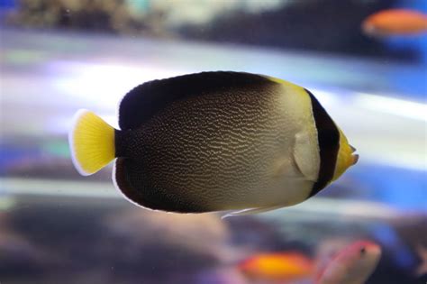 Chaetodontoplus Mesoleucus