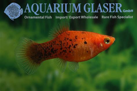 Platy Red Berlin Or Salt And Pepper Or Calico Aquarium Glaser Gmbh