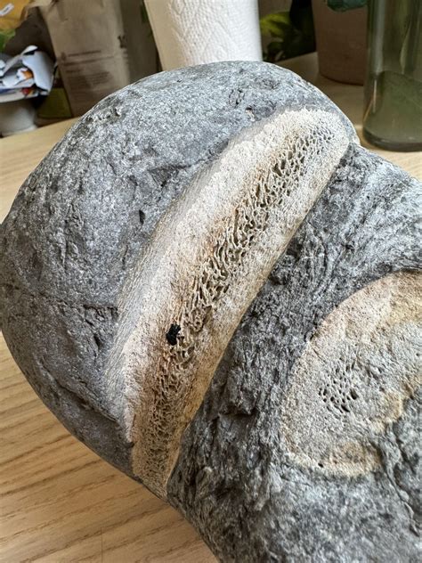 Middle Miocene Era Fossils R Fossilid