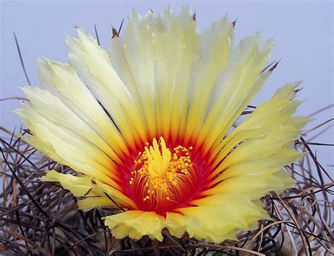 Succseed Astrophytum Capricorne V Minor Pp 473