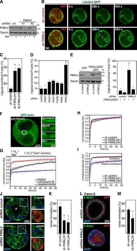 Fmnl2 Is Required For Actin Turnover At The Cellcell Interface A