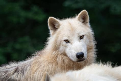 Lobo ártico canis lupus arctos também conhecido como lobo branco ou lobo polar Foto Premium
