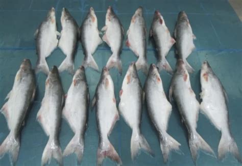 Frozen Pangasius Whole Round My