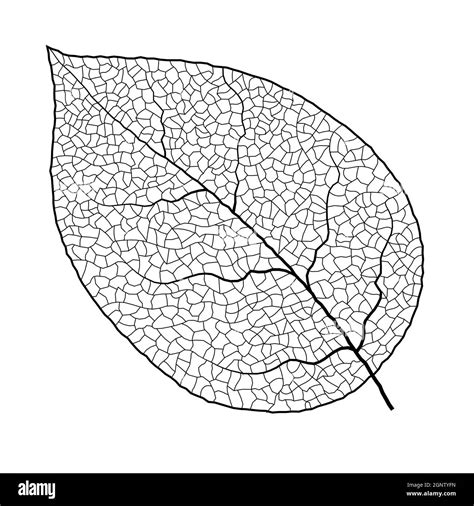 Leaf Venation Detail Cut Out Stock Images And Pictures Alamy