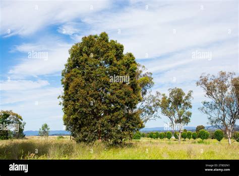 Australian Spotted Gum Tree Eucalyptus Maculata Now Known As Corymbia