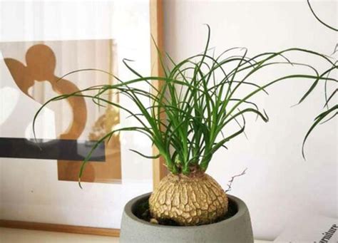 酒瓶兰多久浇一次水 植物说