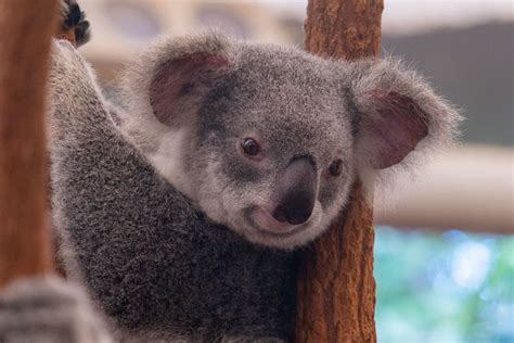 Drop Bear Compared To Koala