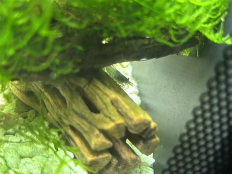 Gender Of Shrimp Rshrimptank