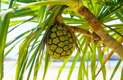 Fruit Pandanus Grows On A Tree On The Island Of Bali In Indonesia Pandanus Tree Pandanus Palm