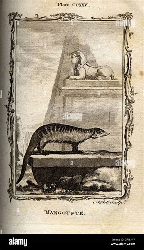A Vintage Encyclopedia Animal Page With An Etching Of A Classic Art