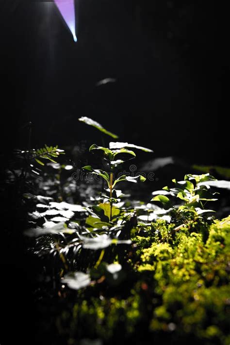 Donand X27 T Always Be Blinded By The Big Trees Sometimes Small But