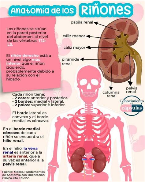 Anatomía De Los Riñones Anatomía Riñones Sepexpal