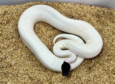 Super Leopard Mojave Pied No Reserve Ball Python By Klutch