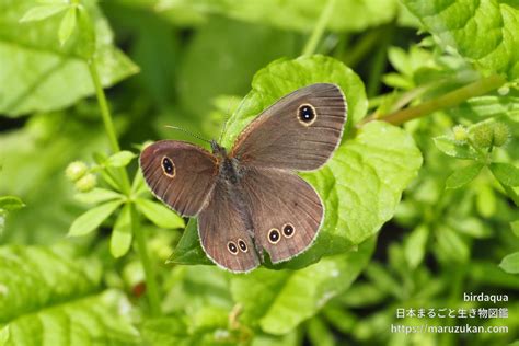 ヒメウラナミジャノメ 日本まるごと生き物図鑑
