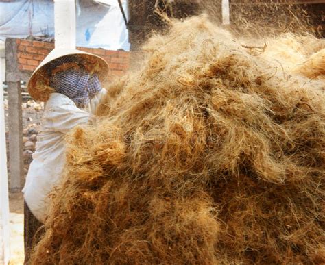 Asian Worker Coconut Vietnamese Coir Mekong Delta Editorial Photography Image Of Color