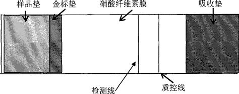 Brucella Antibody Immune Colloidal Gold Detection Test Paper Strip And Preparing Method Thereof