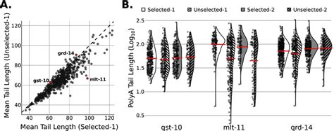 Omission Of Polya Selection Captures Shorter Tailed Rna Species A