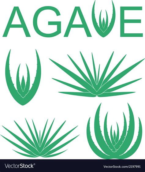 Agave Royalty Free Vector Image Vectorstock