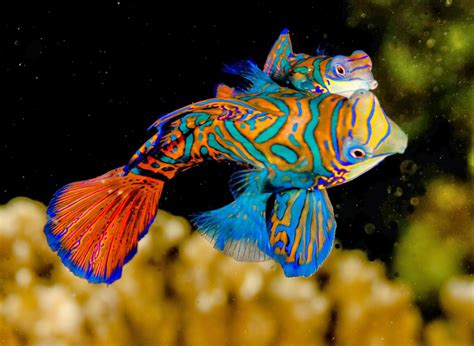 Fish Share MANDARIN FISH IKAN HIAS CANTIK 4