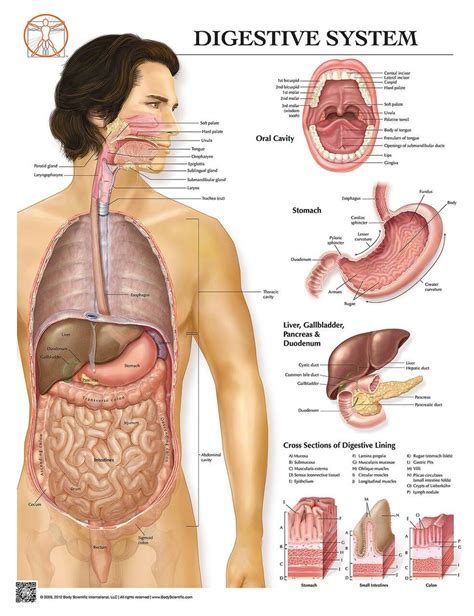 Anatomy Model Digestive System In 5 Parts