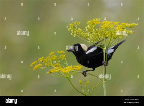 Adult Male Bobolink In Breeding Plumage Perched In Goldenrod Stock