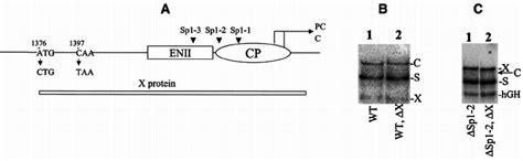 Northern Blot Analysis Of Hbv Rna Expressed By The X Negative Hbv Dna