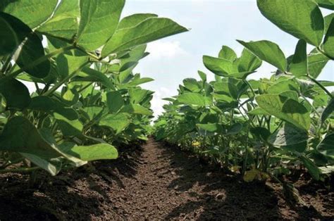 Practice Note Inter Row Cultivation In Soybean Available