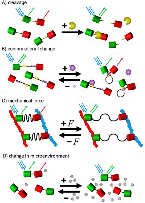 The Different Types Of Fluorescent Protein Based Fret Biosensors Fret
