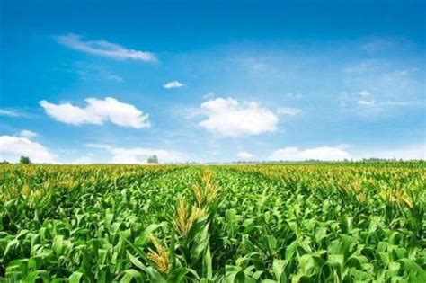 2017年玉米補貼在這兩種情況下不能領到 每日頭條
