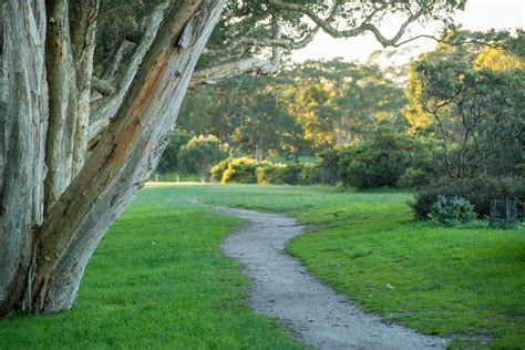 Free Images Tree Forest Path Grass Outdoor Sunrise Trail Lawn