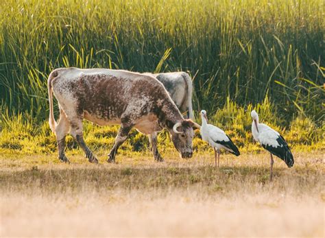 Find Us Knepp Estate