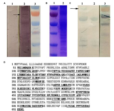 Figure 1 From Identification Of Glucose Regulated Protein 78 Grp78 As