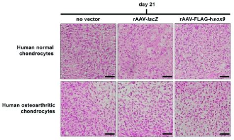 Cell Proliferation In Raav Transduced Aggregate Cultures Of Human