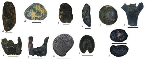 Carbonised Seeds From The Study Sites A A New Type Glume Wheat B