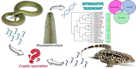 Untangling The Defiant Taxonomy Of Physaloptera Nematoda Chromadorea