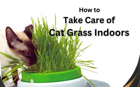 How To Take Care Of Cat Grass Indoors Pro Tips That You Must Know