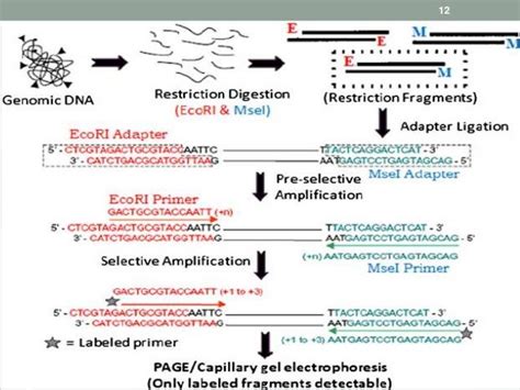 Aflp Amplified Fragment Length Polymorphism Alu