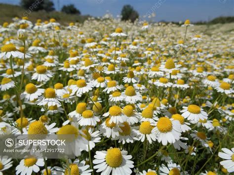 Matricaria Chamomilla Superstock