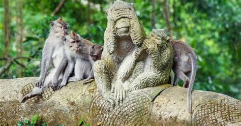 발리 우붓 원숭이 숲 폭포 사원 Getyourguide