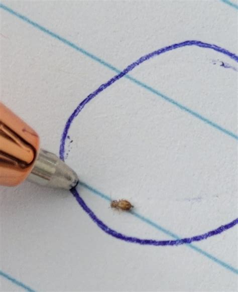 What Is This Tiny Bug R Whatsthisbug