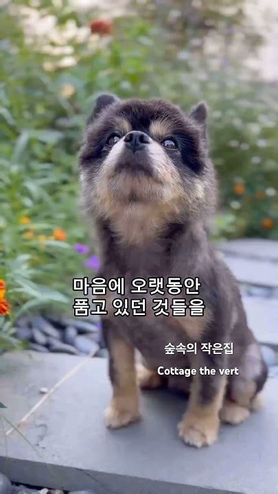 정원을 바라보다 숲속의 작은집 정원사 감성술사 로지한 Youtube