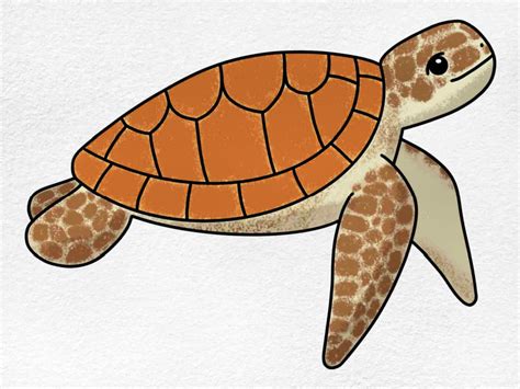 Easy Turtle Drawing Ideas How To Draw A Turtle Blitsy