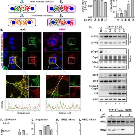 Denv Infection Suppresses Mfn1 Mediated Mitochondrial Dynamics A