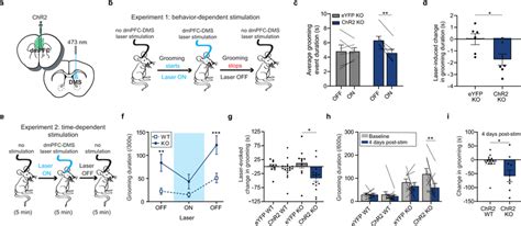 Optogenetic Stimulation Of Dmpfc Dms Projections Reduces Compulsive