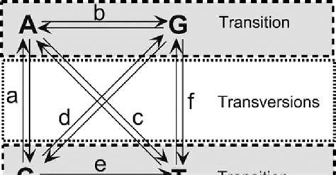 3 2 1 Substitution Matrix Showing The Two Possible Transitions And 4