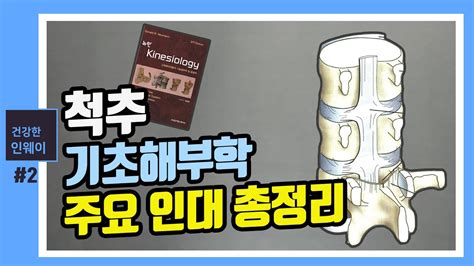 기초해부학 척추 해부학ㅣ척추 인대ㅣ임상운동학 Youtube