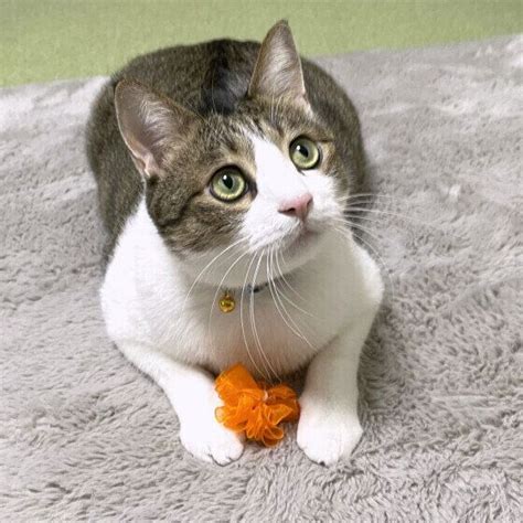一人暮らしでも猫を飼える？ 後悔しないために知っておくべきことを獣医師が解説｜ねこのきもちweb Magazine
